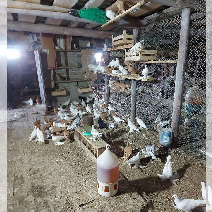 Продам голубей Моздоки/Персы