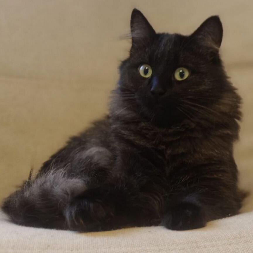 Взрослый кот в добрые руки