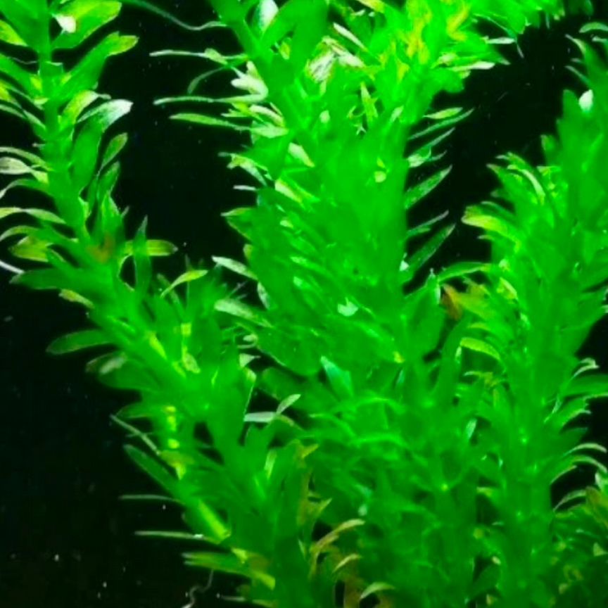 Элодея канадская