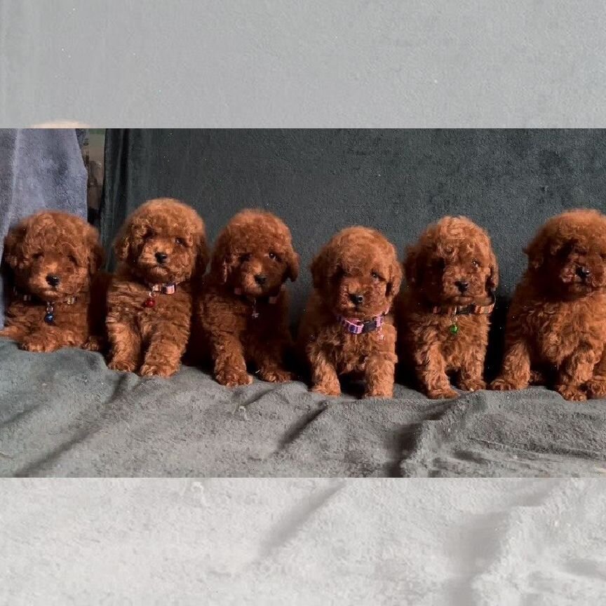 Той-пудель, щенок