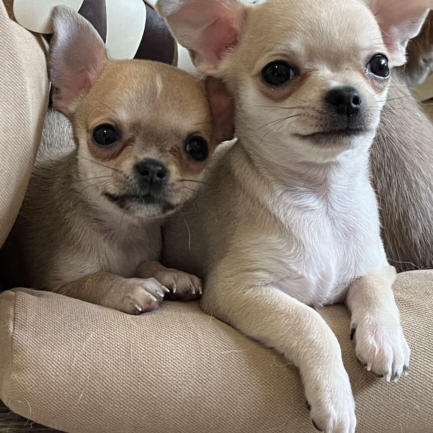 Чихуахуа, щенок