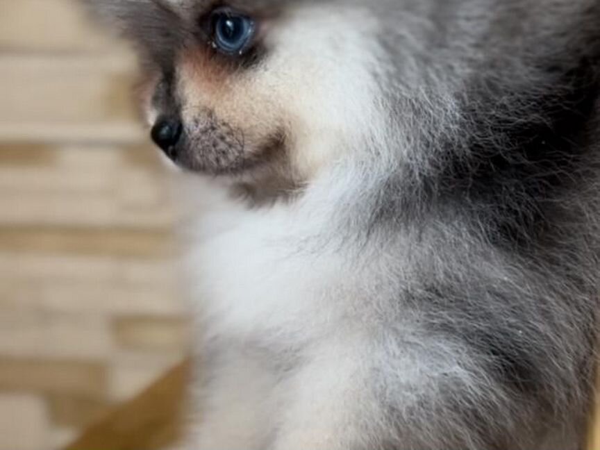 Шпиц Мальчик с голубыми глазами