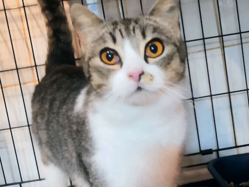 Кошечка# Котята #котёнок