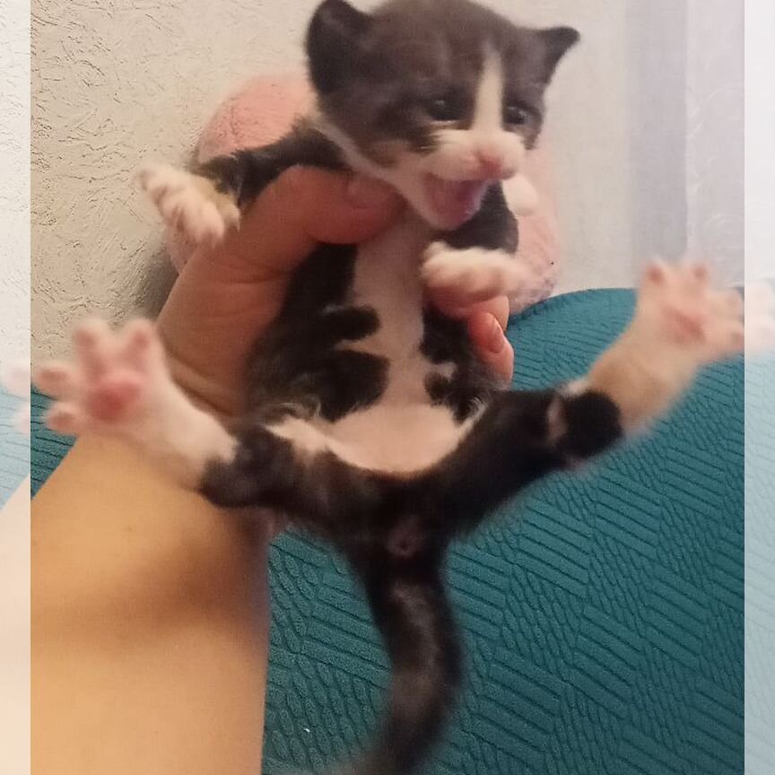 Котёнок в добрые руки