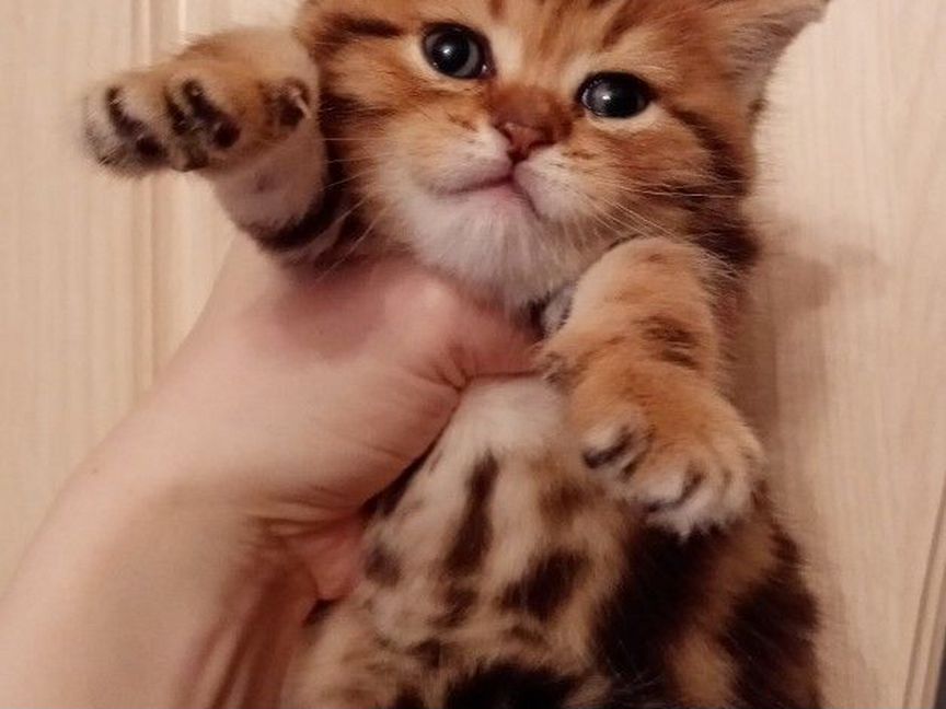 Шиншилловые элитные золотушки