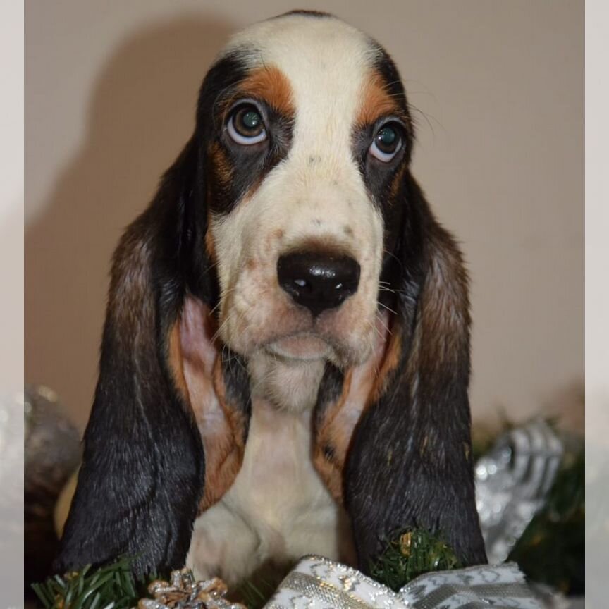 Щенки Бессета