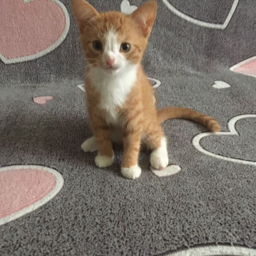 Котёнок
