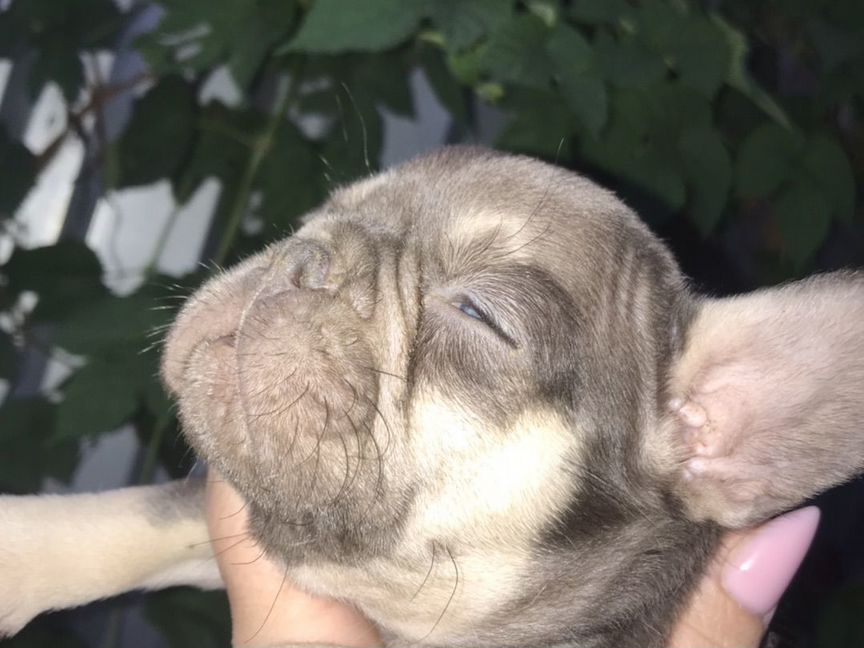 Французский бульдог какао