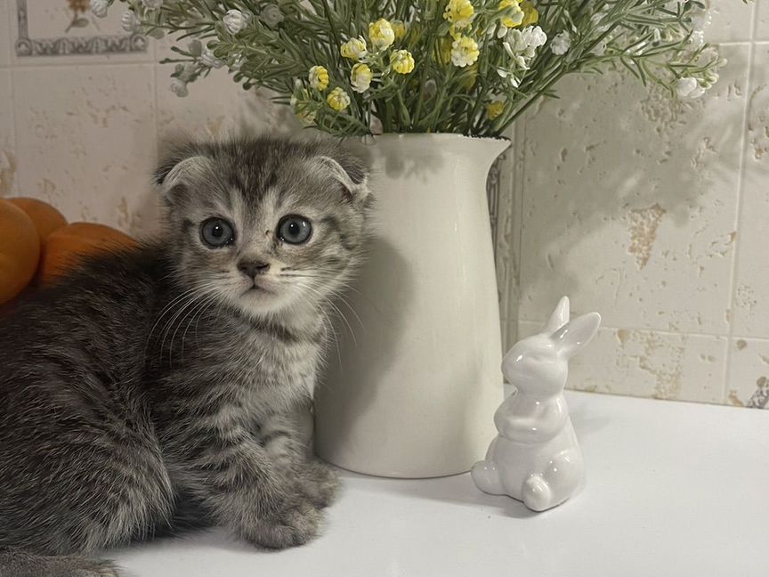Шотландская вислоухая котенок полосатые