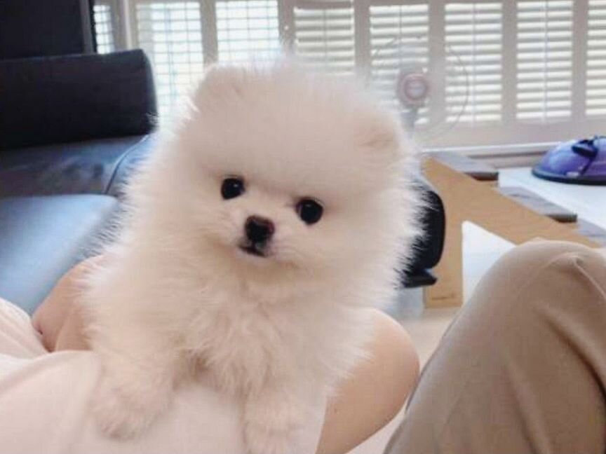 Померанский шпиц