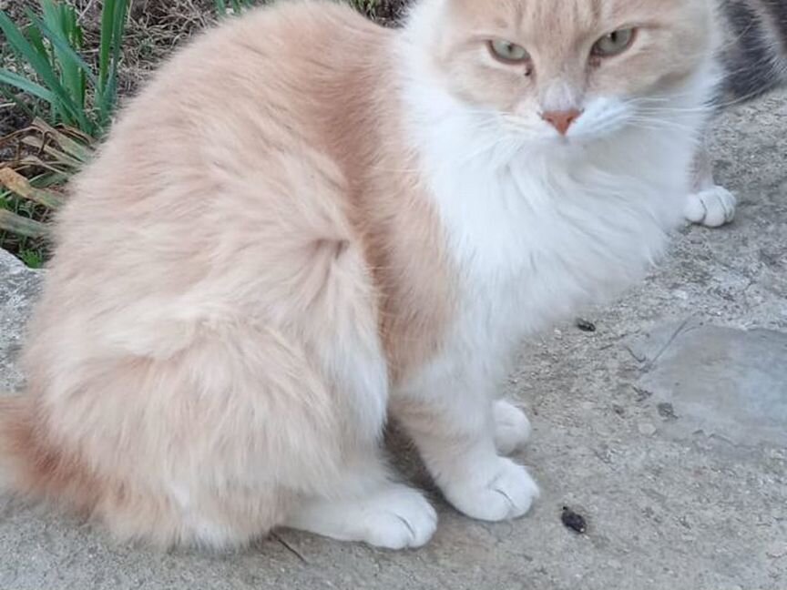 Бело- рыжий котенок
