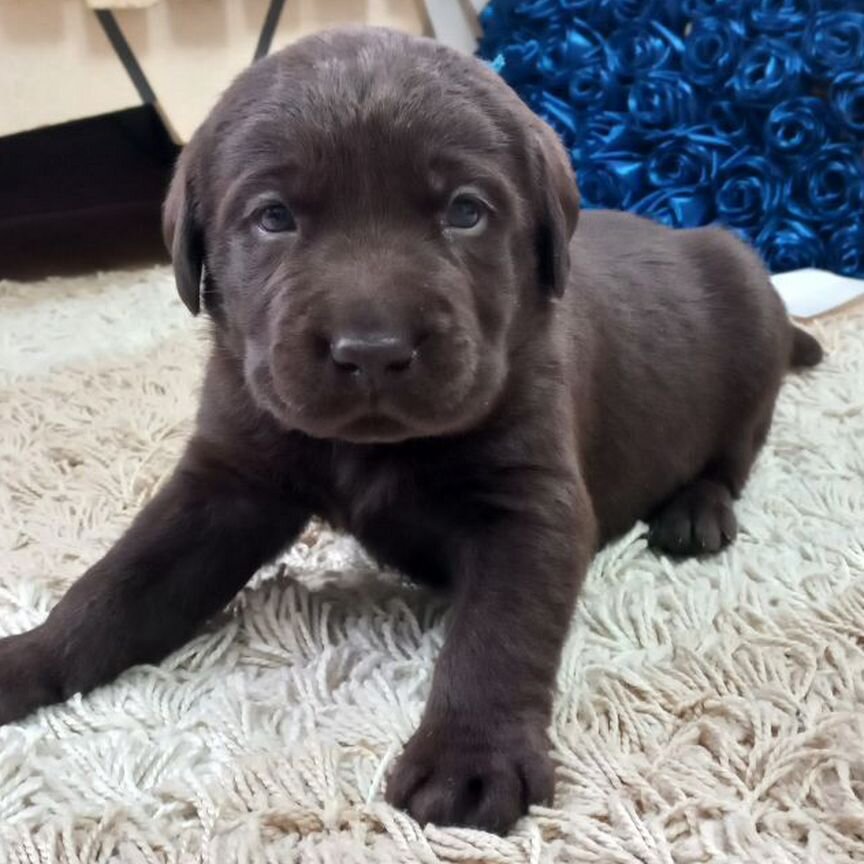 Лабрадор 1 мес. Шоколадный