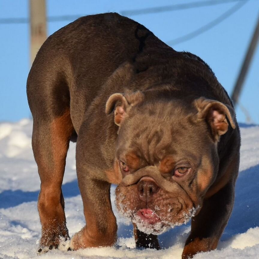 Английский бульдог, взрослый пёс
