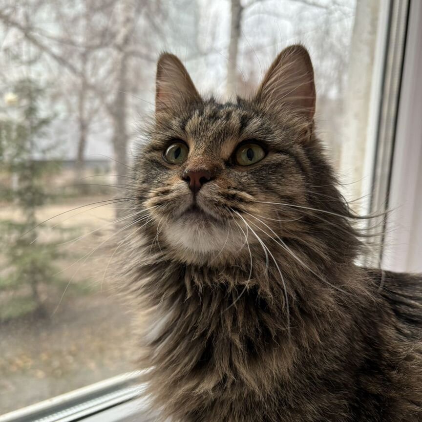 Кошка ищет дом