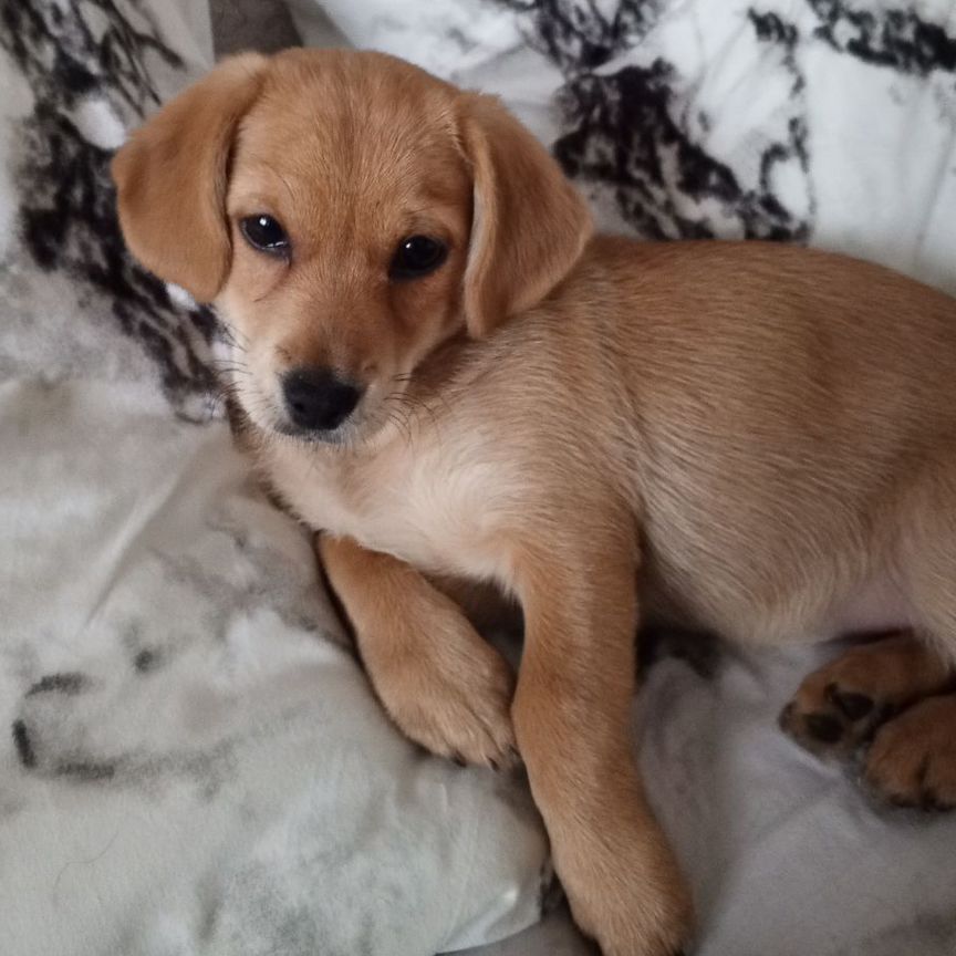 Такса, щенок