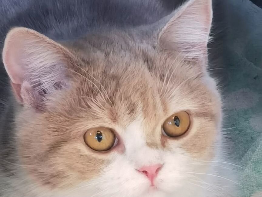 Красавица Нежа