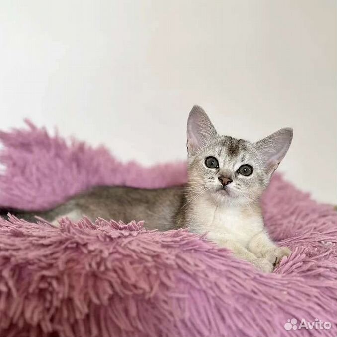 Абиссинский котенок серебро