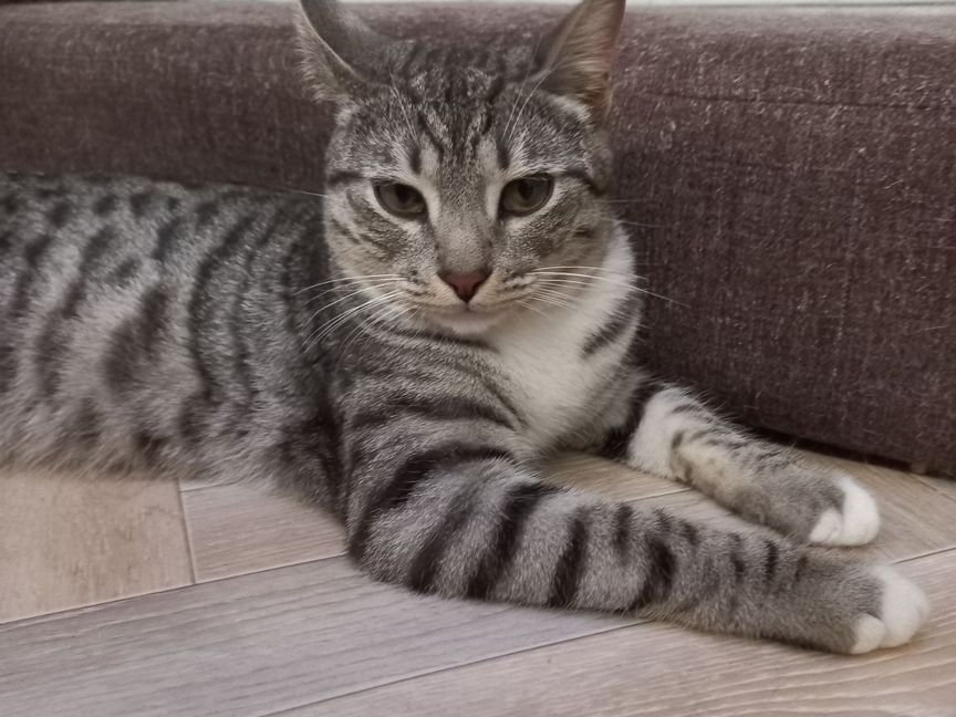 Котенок Лео