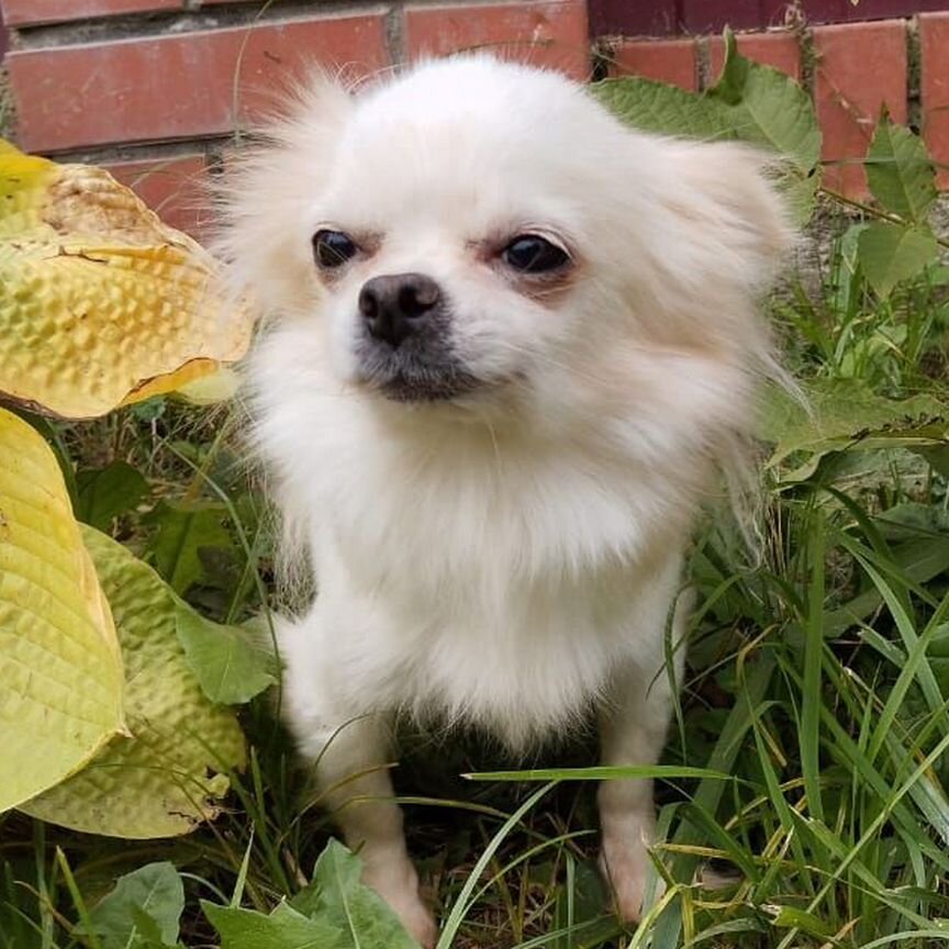 Взрослая девочка чихуахуа