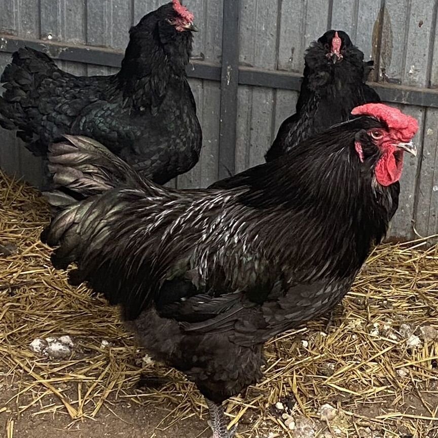 Цыплята Русская черная бородатая Галан