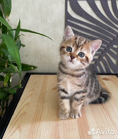 Шотландские котята страйт