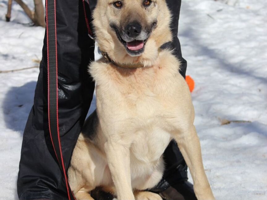 Звёздочка собака из приюта в поисках семьи