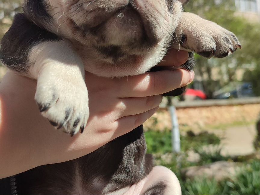 Французский бульдог щенки