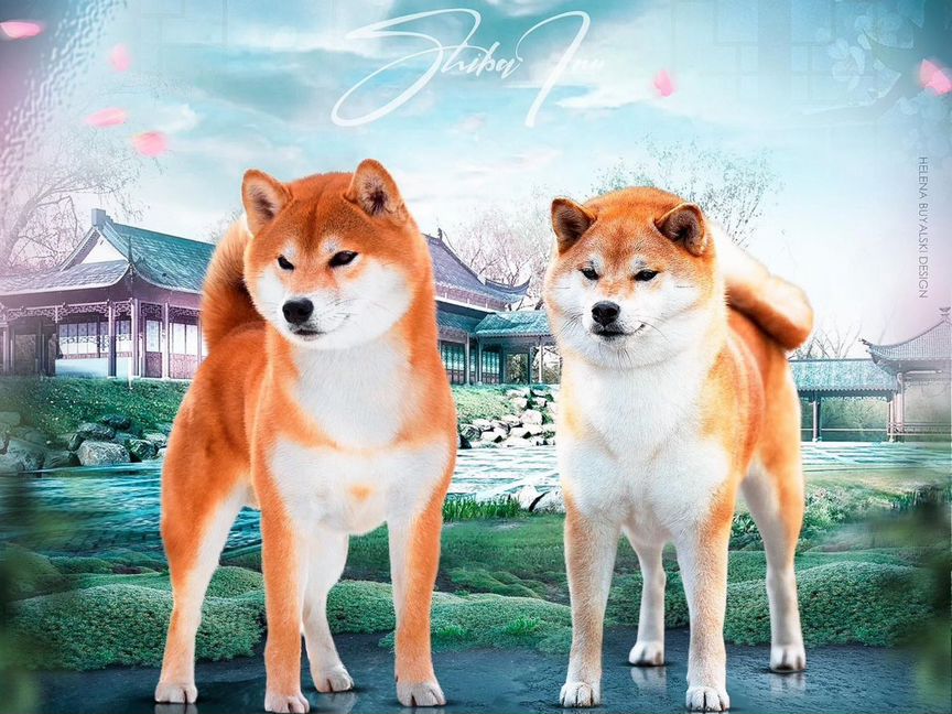 Щенок Сиба Ину