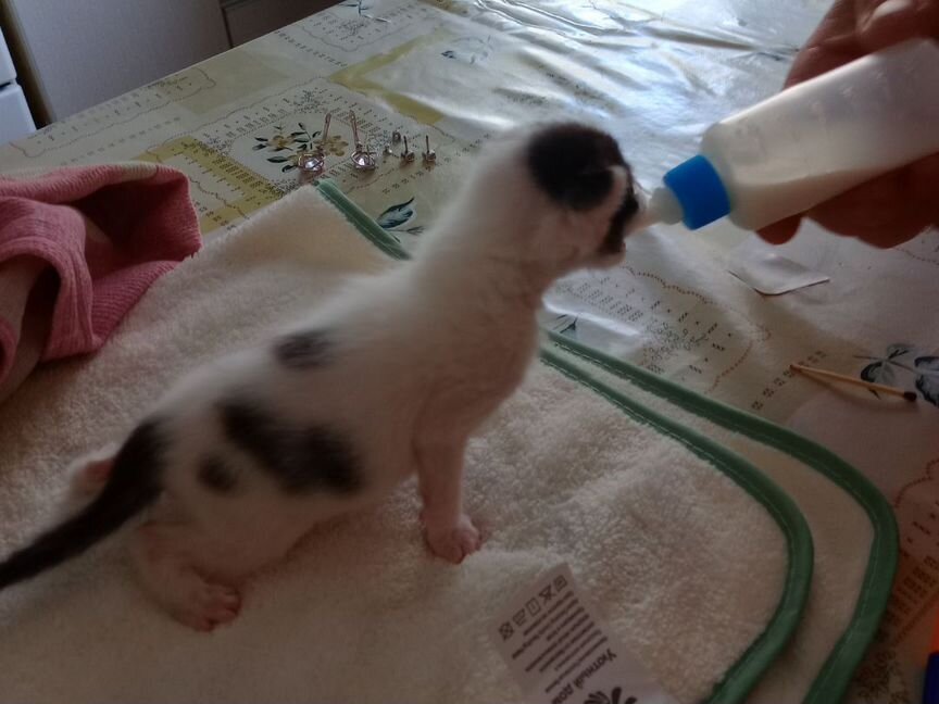 Котикбесплатно