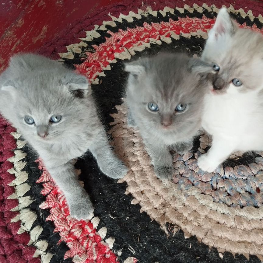 Британские вислоухие котята