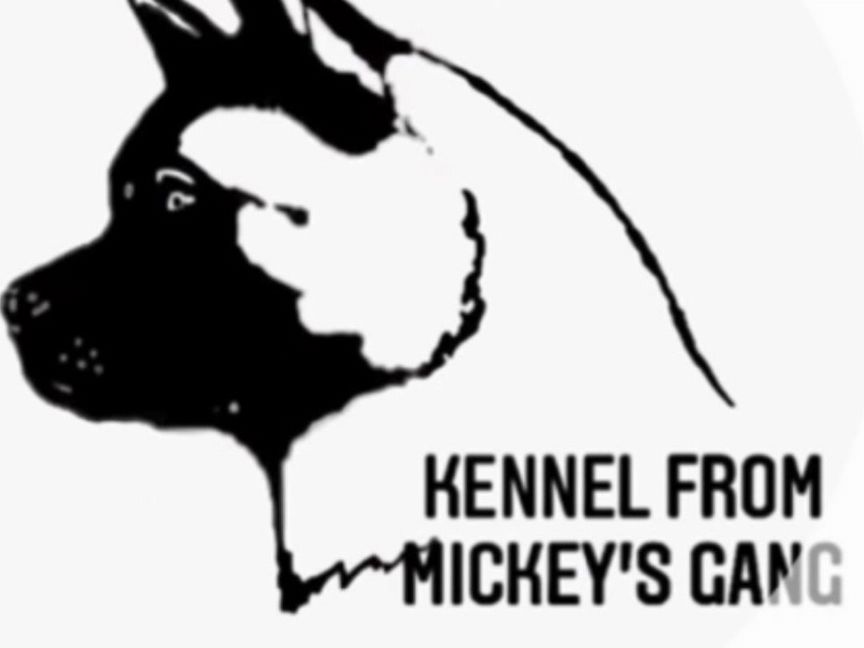 Вкусняшки для собак