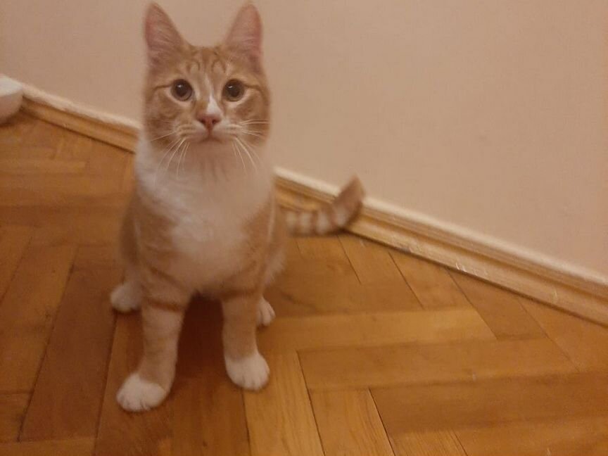 Котенок в добрые руки