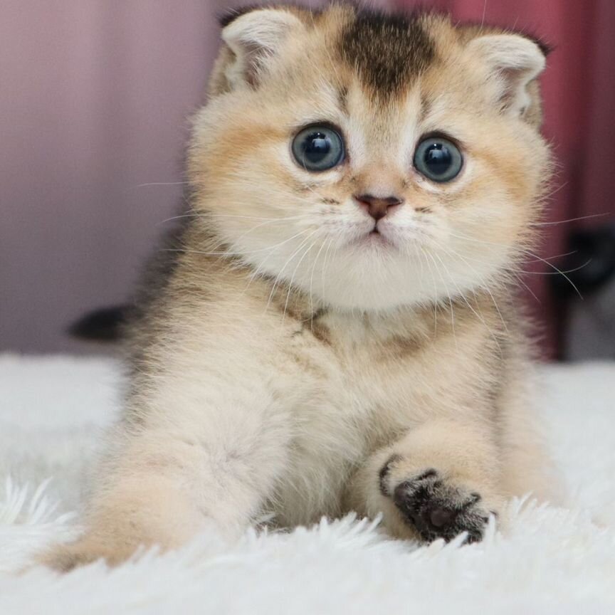 Шотландский вислоухий короткошёрстный котёнок