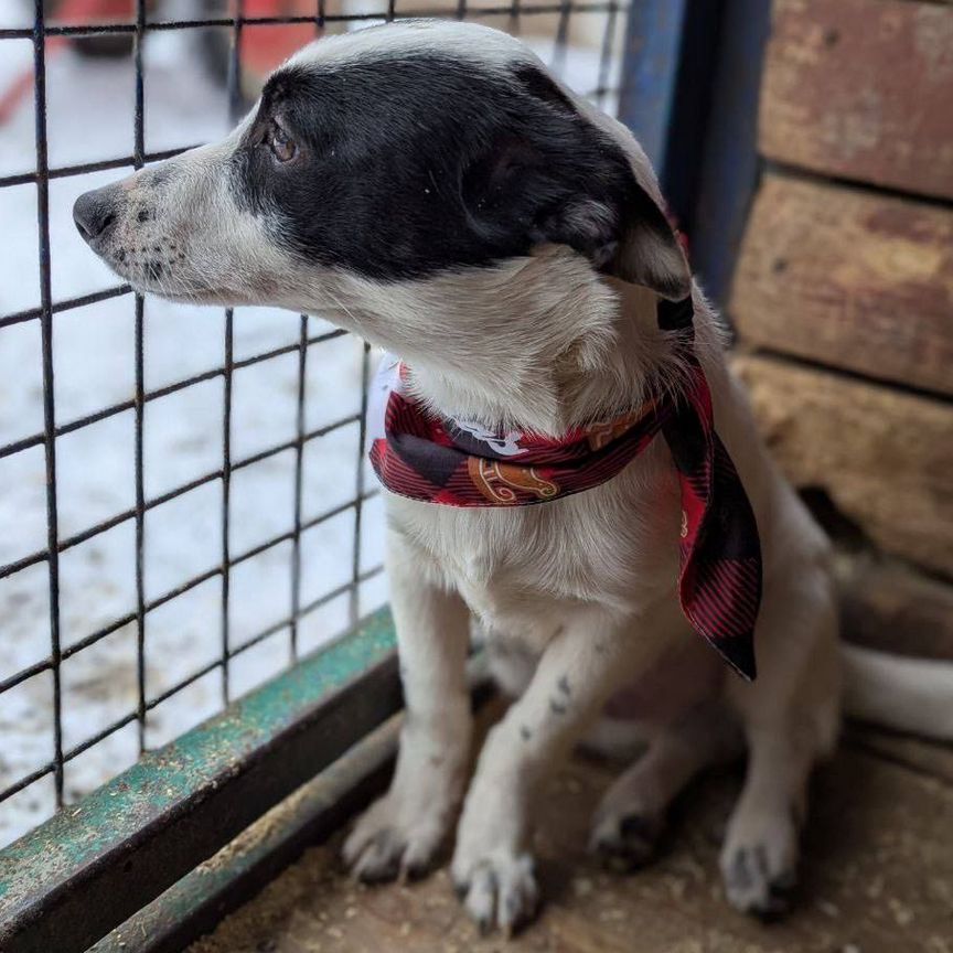 Щенок в добрые руки