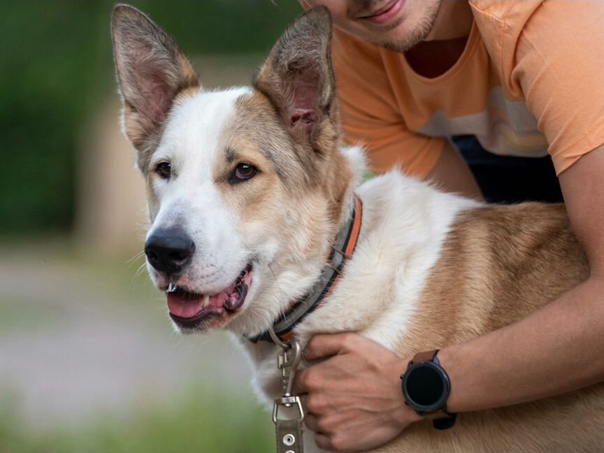 Спортивный Томас из приюта ищет дом