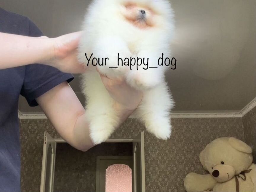 Белые Мишки, Померашки