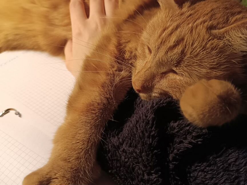 Рыжий кот