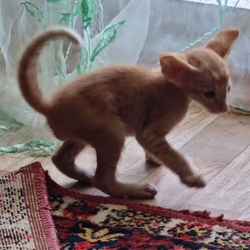 Ориентальный котёнок