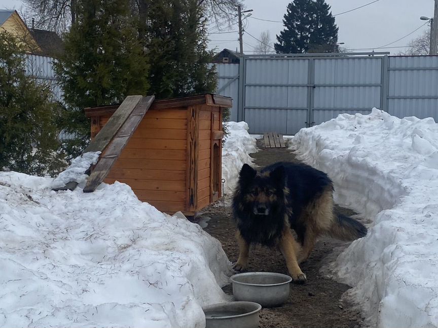 Немецкая овчарка в добрые руки