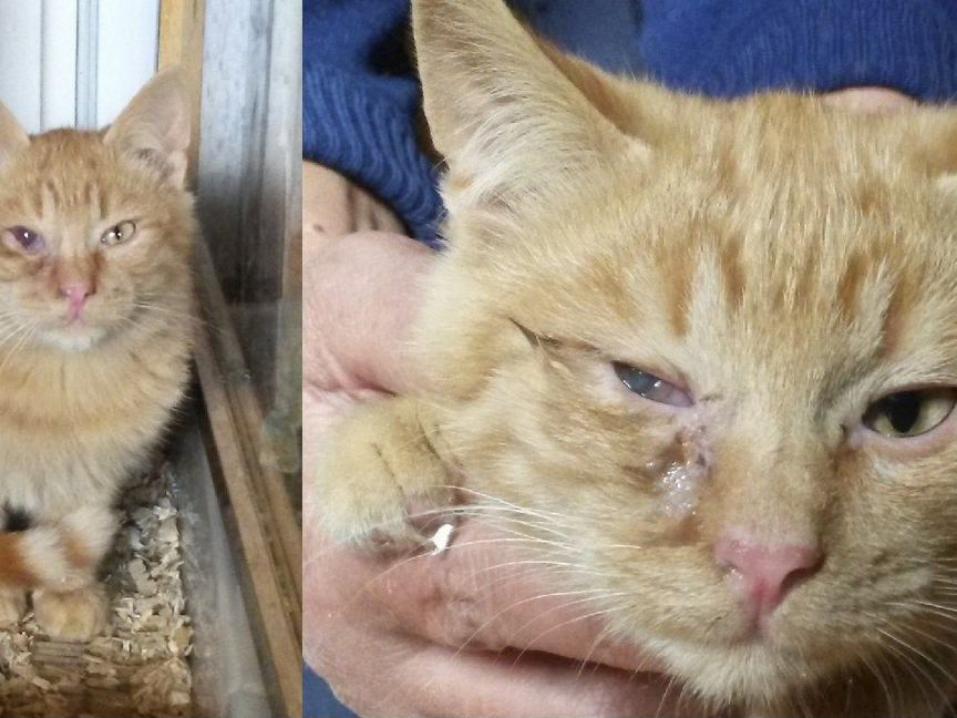 Кот погибает найден на улице