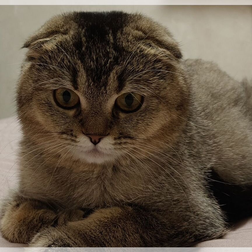 Шотландский вислоухий короткошёрстный котёнок