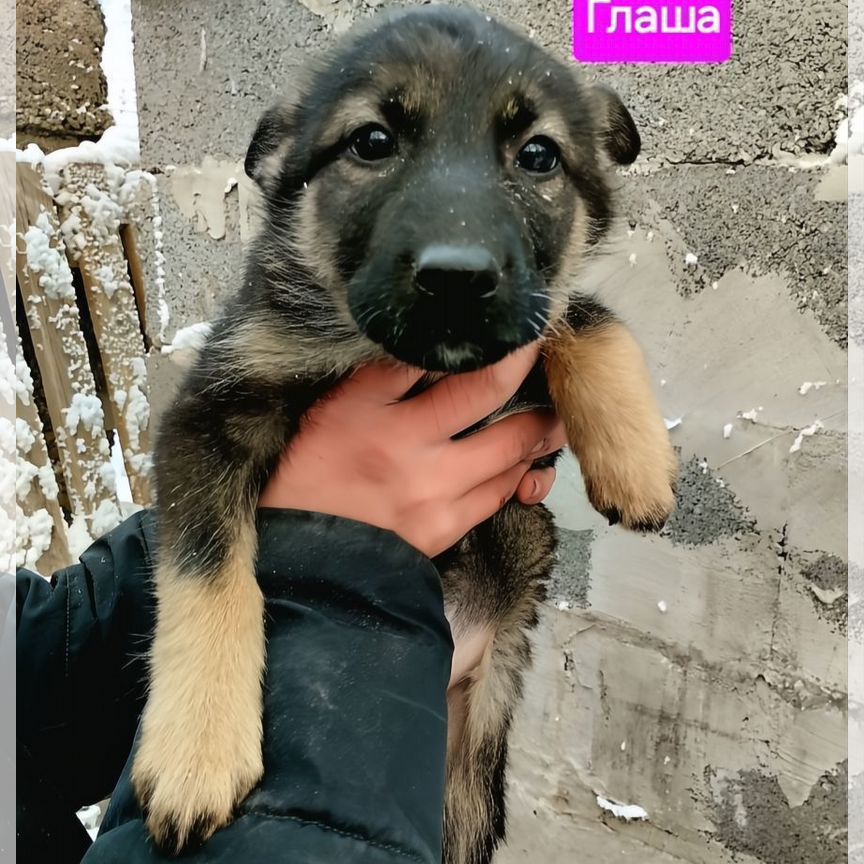 Щенок в добрые руки