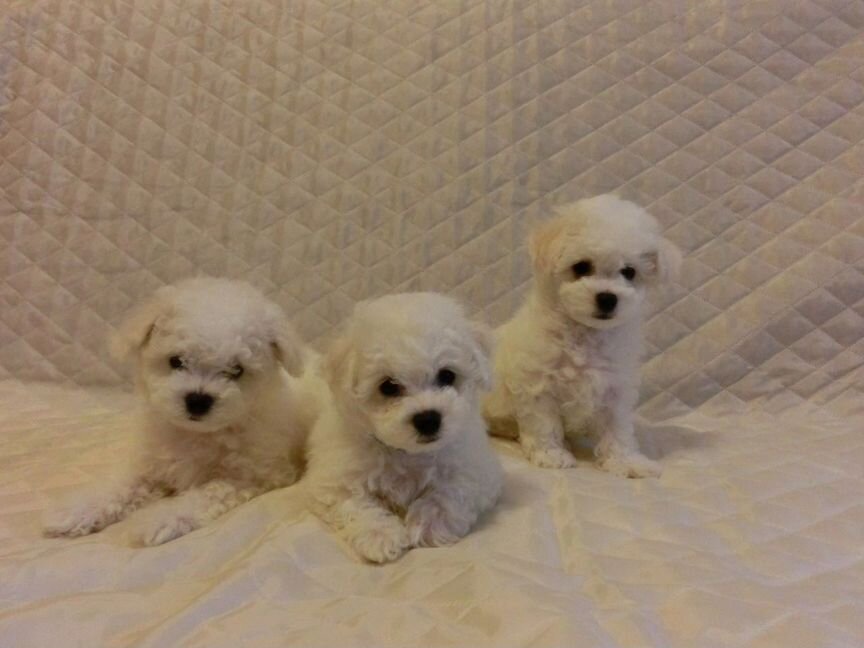 Бишон фризе