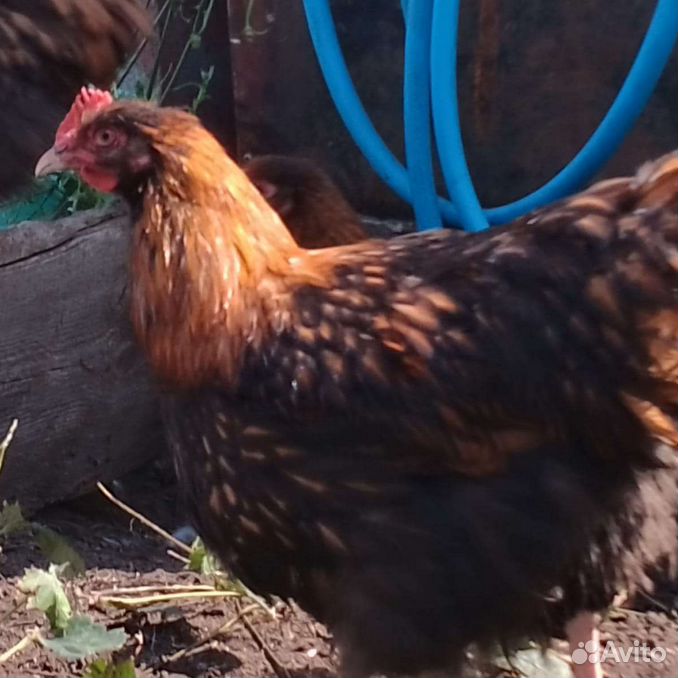 Куры молодки, орпингтон