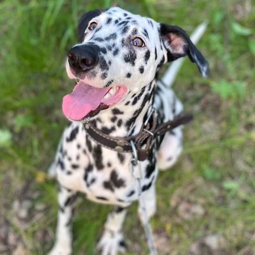 Ищем жениха