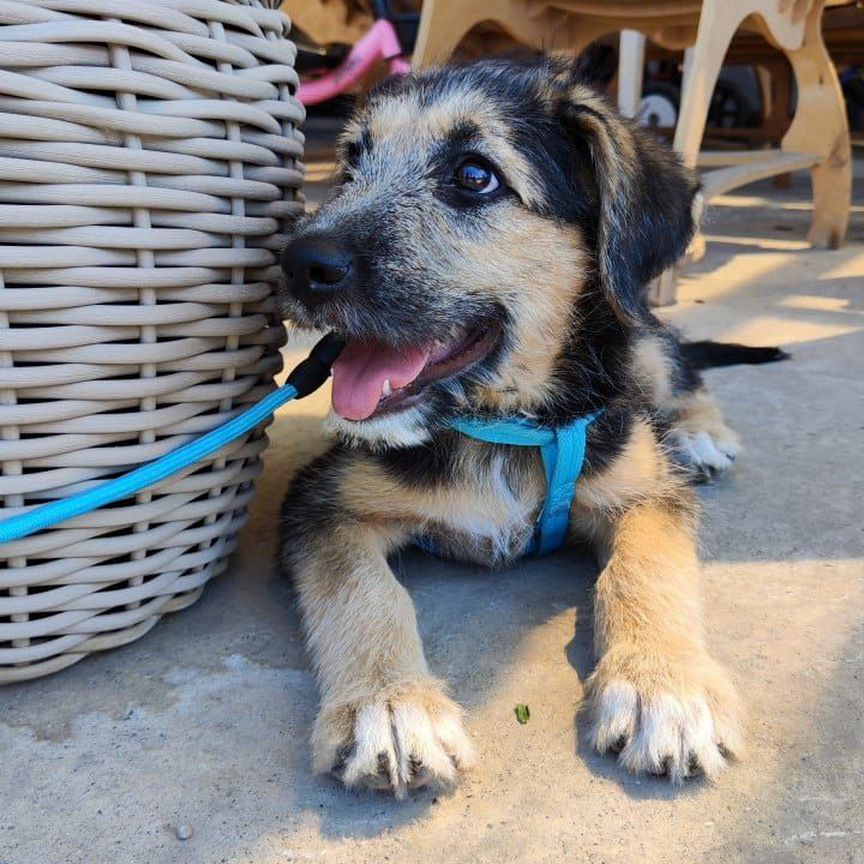 Щенок в добрые руки