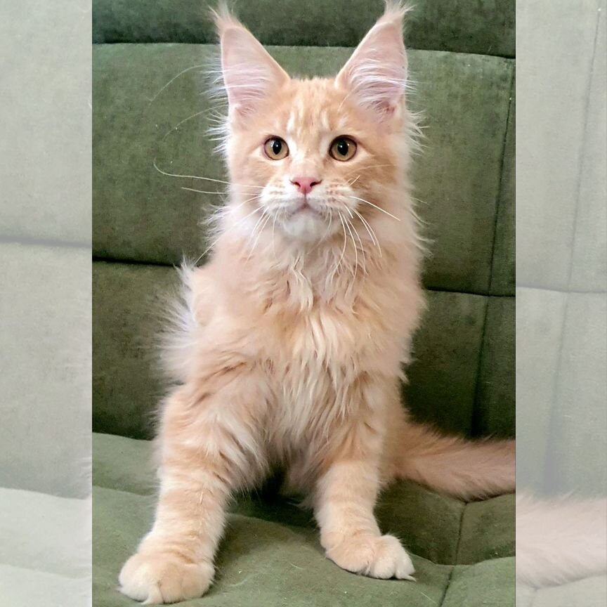 Мейн-кун котёнок
