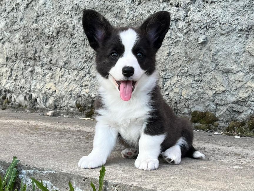 Вельш корги кардиган щеночки