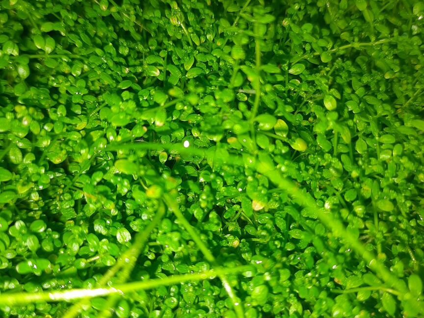 Хемиантус куба (почвопокровка)