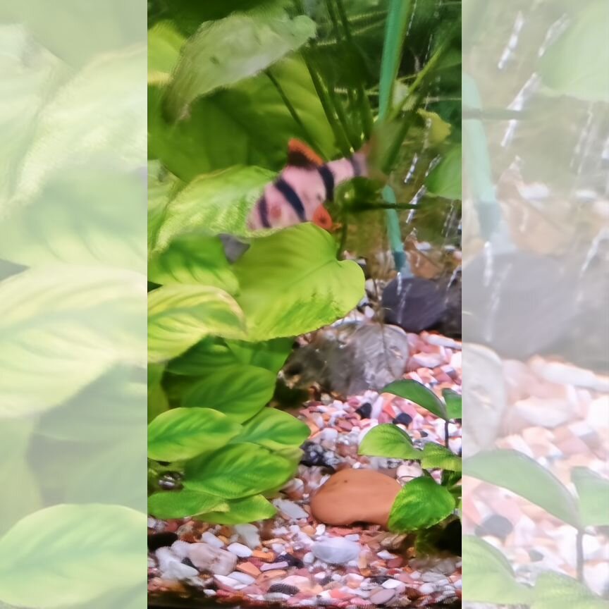 Барбус суматранский отдам